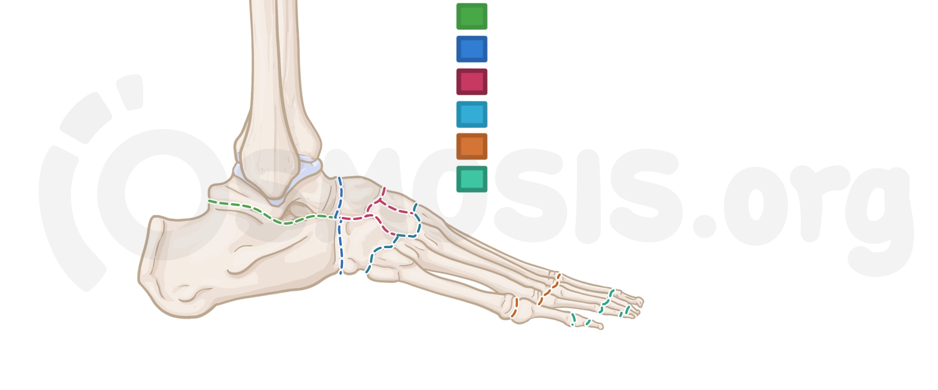 The Importance of Understanding the Ankle Region