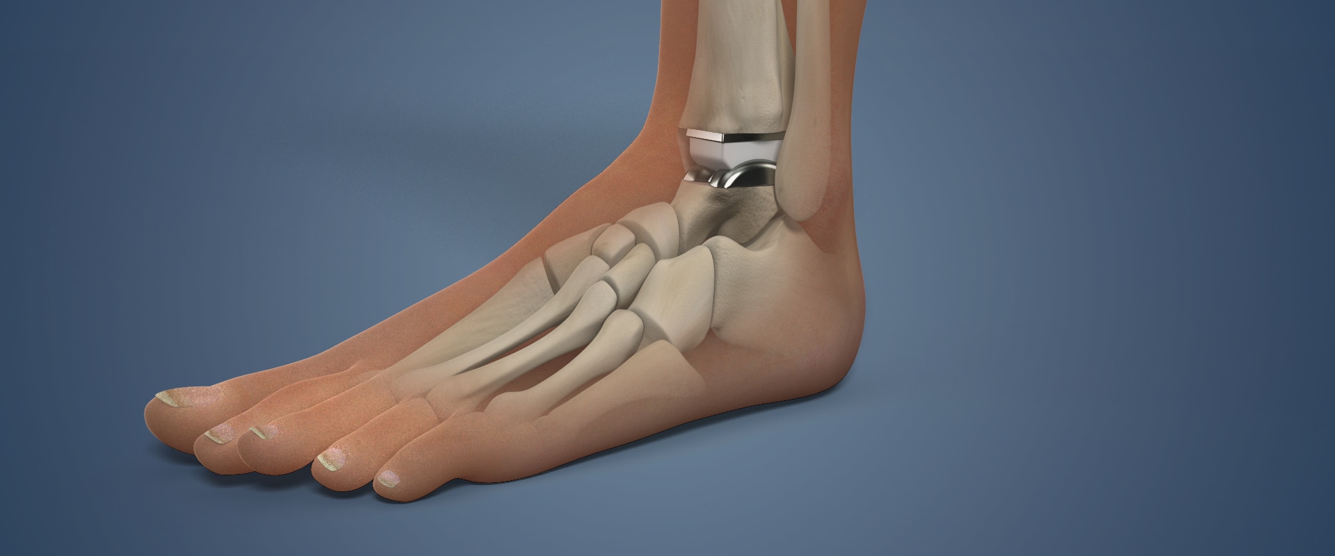 The Complex Anatomy of the Ankle Joint